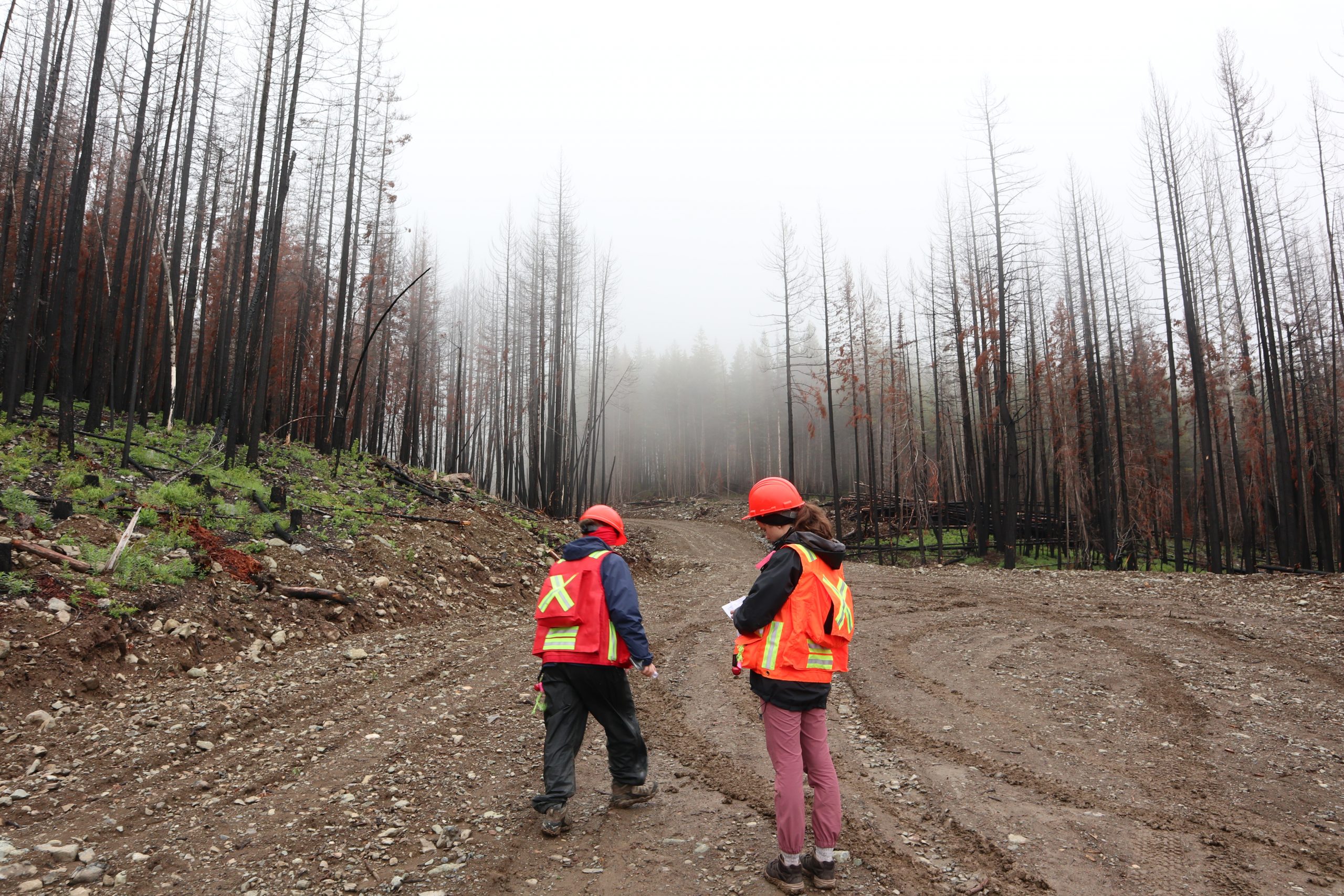 Disturbance synergies: Subcortical insect outbreaks following wildfires ...